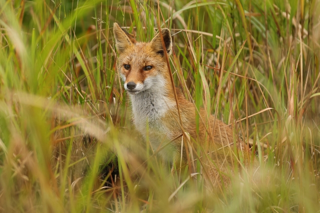 The Japanese and the Fox | Inari Beliefs and the Invisible World ...
